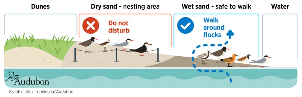 Ethical Bird Photography - Save Our Shores