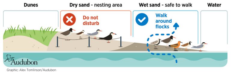 Beach Walker Disturbance - Share Our Shores