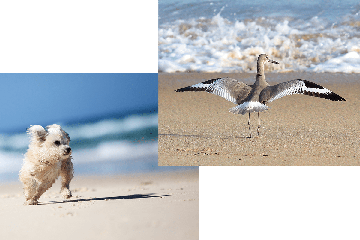 Dog Disturbance - Share Our Shores