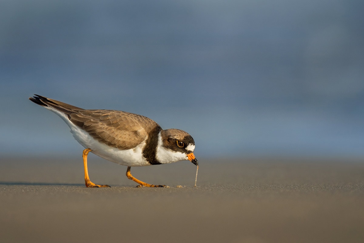 Ethical Bird Photography - Save Our Shores